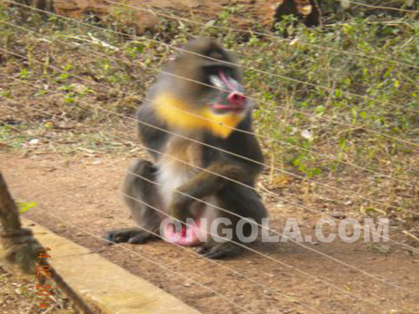 Le parc Zoo-Botanique de Mvog Betsi – Yaoundé Cameroun - Actualite et ...