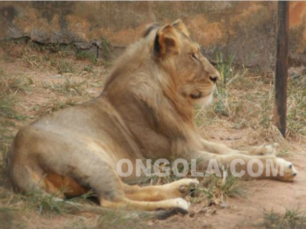 Le parc Zoo-Botanique de Mvog Betsi – Yaoundé Cameroun - Actualite et ...